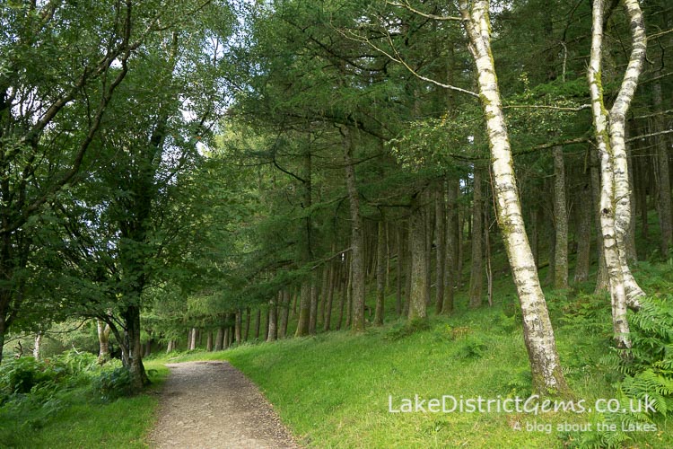 Gummers-How-walk-trees – Lake District Gems